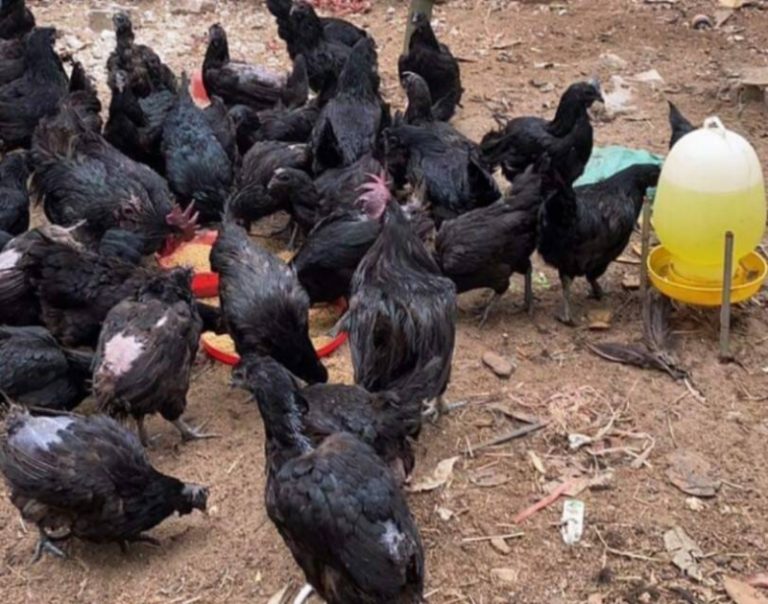 Địa chỉ mua gà đen H'Mông, gà đen Tây Bắc uy tín #1